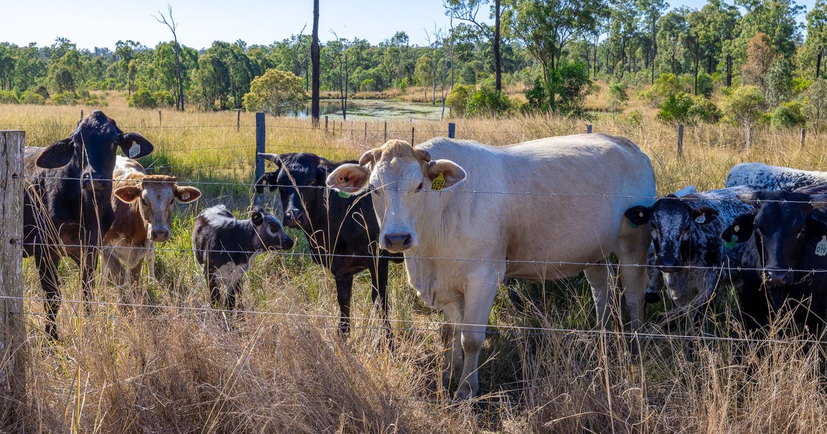 443 Railway Road, Booyal QLD 4671 - property.com.au