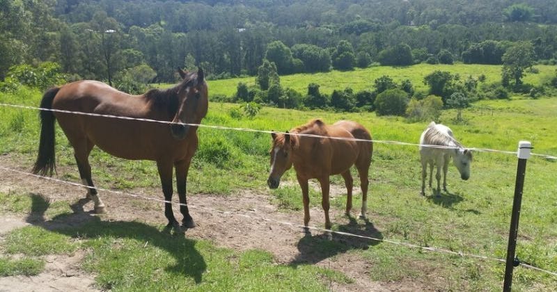 28 Toula Court, Advancetown QLD 4211 - property.com.au