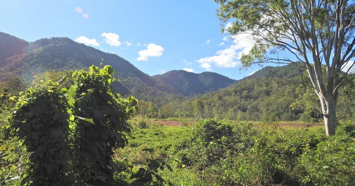 79 Pittionis Road, Netherdale QLD 4756 - property.com.au