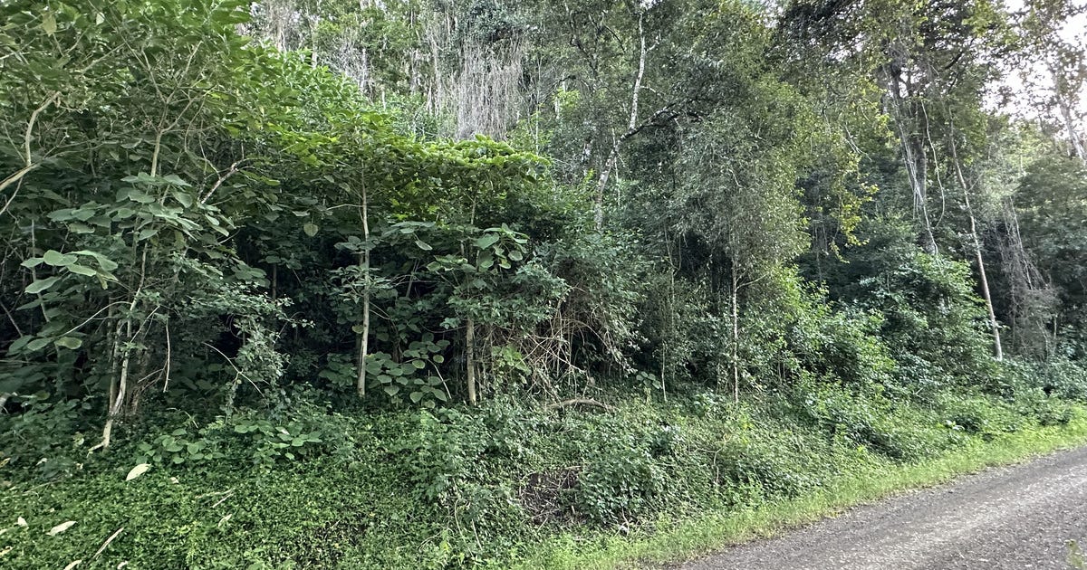 344 Cundle Flat Road, Cundle Flat NSW 2424 - property.com.au