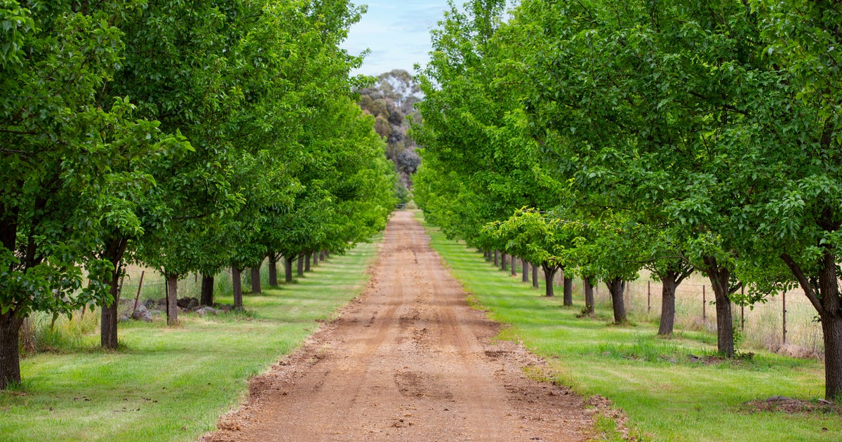 29 Kelly Lane, Spring Terrace NSW 2798 - property.com.au