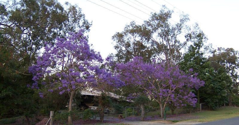 46-52 Dollarbird Drive, Tamborine QLD 4270 - property.com.au