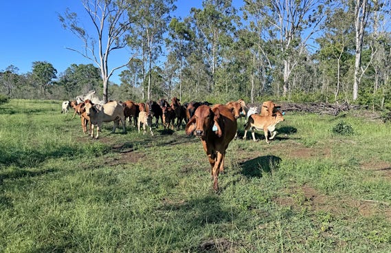 746 Fireclay Road, Kalpowar QLD 4630 - property.com.au