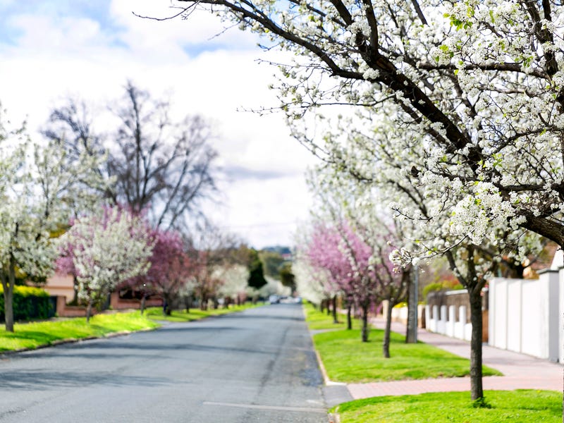 6 Freeman Avenue, Tranmere, SA 5073 - Property Details