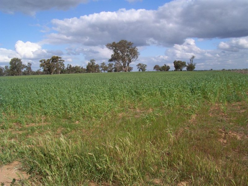 11 Tantonan Road, Moama, NSW 2731 - Property Details