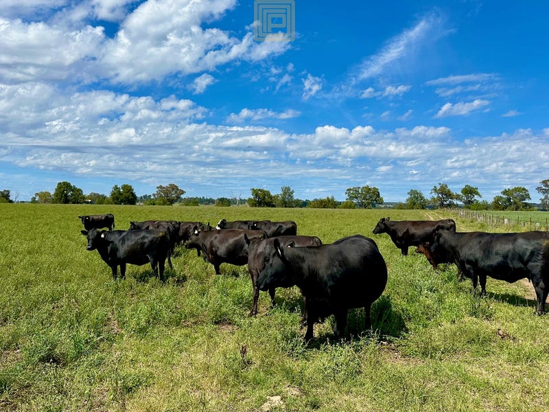 3953 Warrumbungles Way, Binnaway, NSW 2395 - Property Details