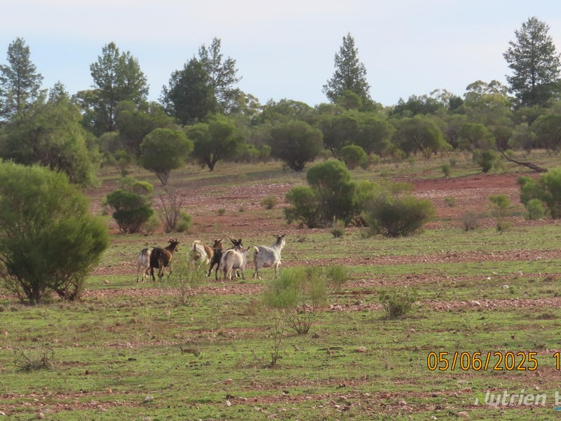 * YARRANVALE, Nymagee, NSW 2831 - Other for Sale - realestate.com.au