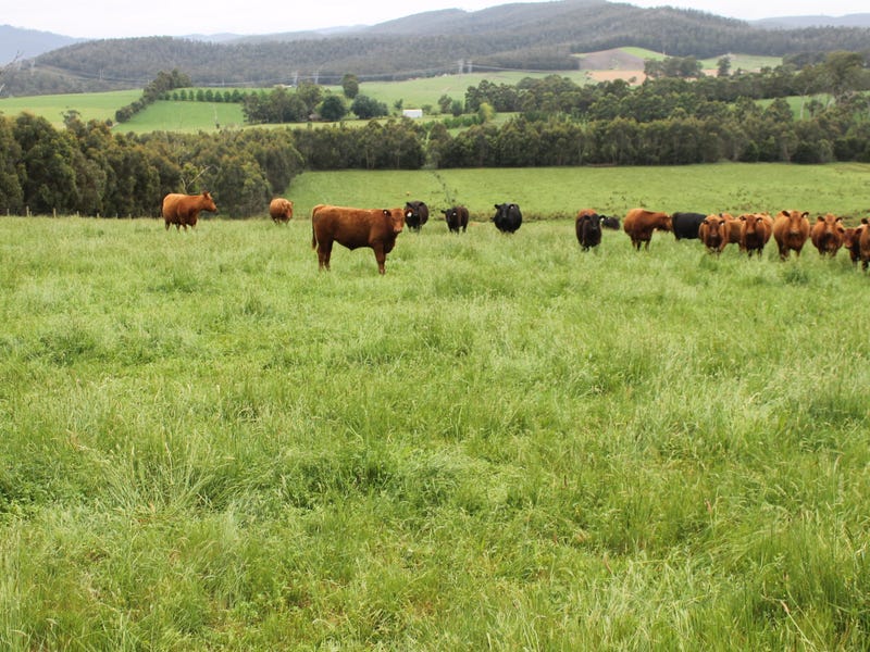 110 Forest Road, Labertouche, Vic 3816 - Property Details