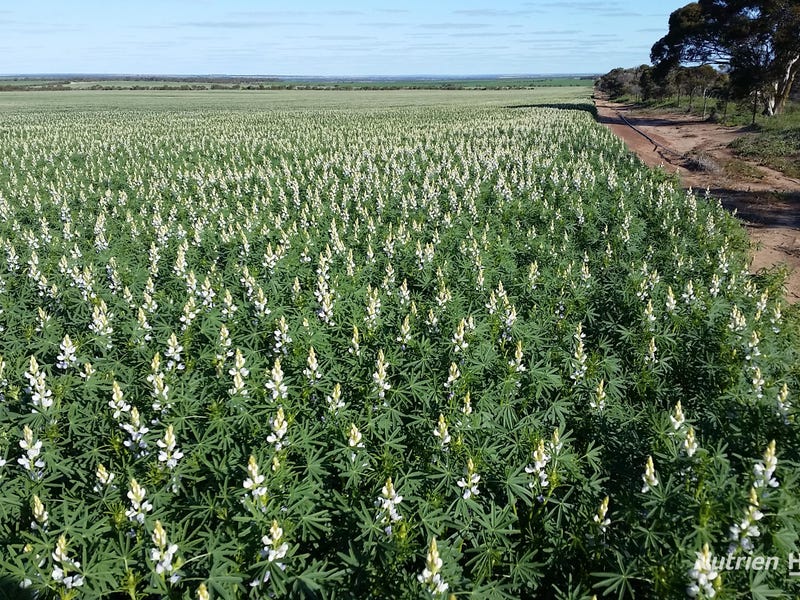 . 'Narkalbudin' Gabbin via, Koorda, WA 6475 - Property Details