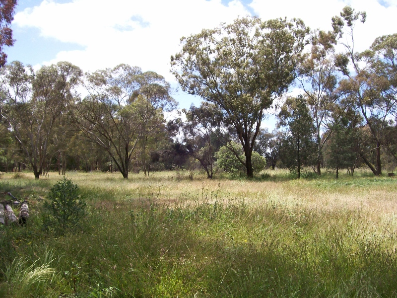 13 William Street, Berrigan, NSW 2712 - realestate.com.au