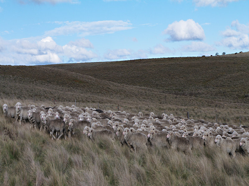 Property 7682711, Ando, NSW 2631 - Property Details