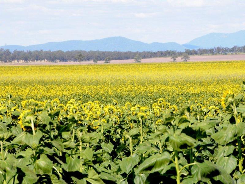 1622 Goran Lake Road, Curlewis, NSW 2381 - Property Details
