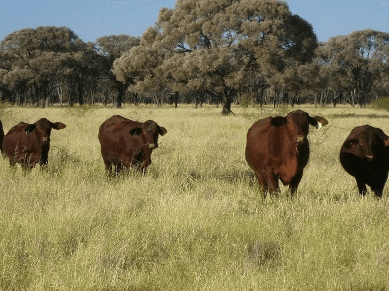 'Glenthomson' Thomson Developmental Road, Longreach, Qld 4730 ...
