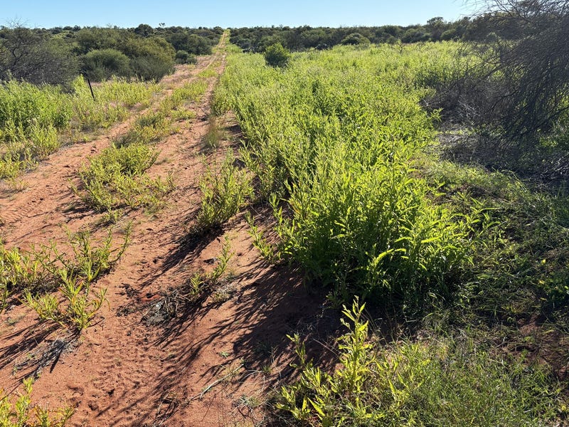 Nerren Nerren & Meadow Station, Meadow, WA 6532 - Other for Sale ...