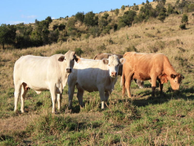 Derrymore Road, Toowoomba, Qld 4350 - Property Details