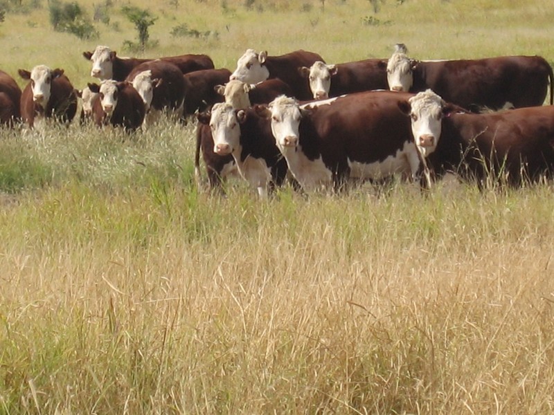 . "Lisnalee", Tambo, Qld 4478 - Property Details