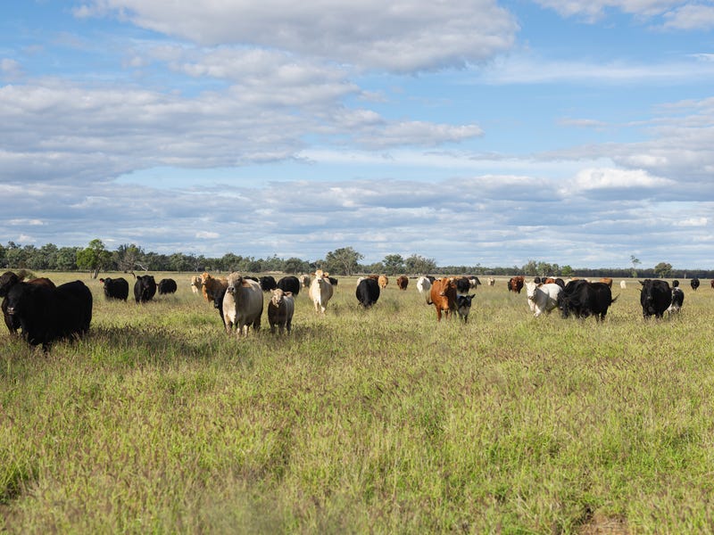 Rural properties for Sale in NSW (+1 location) Pg. 2 - realestate.com.au