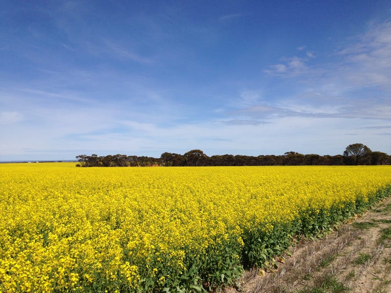 Hiview Steele Road, Pingrup, WA 6343 - Property Details