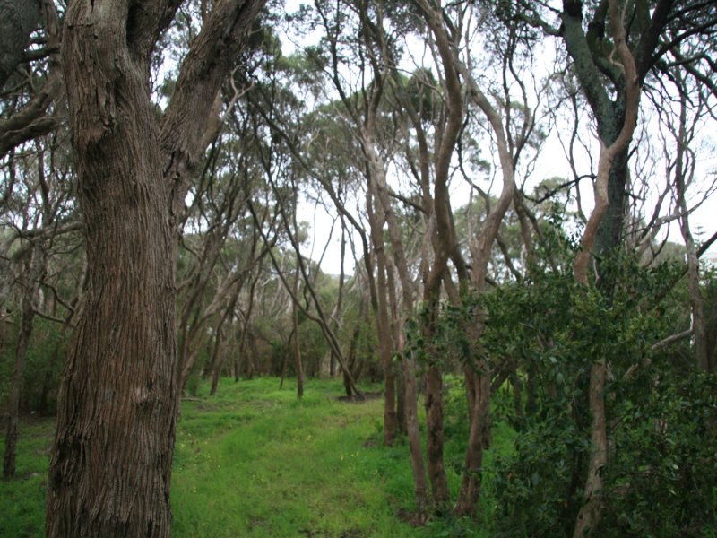 65 Murray Street, Rye, VIC 3941 - realestate.com.au