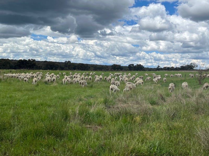 1525 Box Ridge Road, Binnaway, NSW 2395 - realestate.com.au