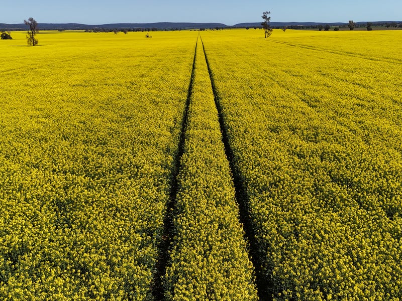 2459 The Bogan Way, Parkes, NSW 2870 - Cropping for Sale - realestate ...