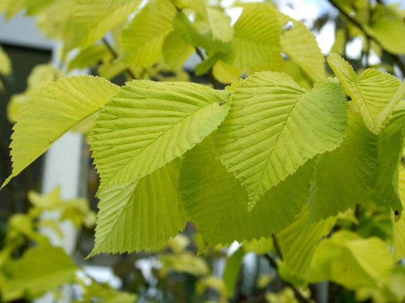 15 Benjamin Gray Drive, Littlehampton, SA 5250 - realestate.com.au