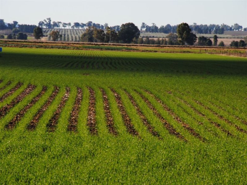 " Glendalough Farm ", Canowindra, NSW 2804 - Property Details