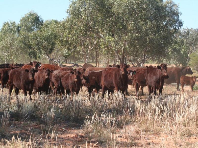 Property 7293922, Yunta, SA 5440 - Property Details