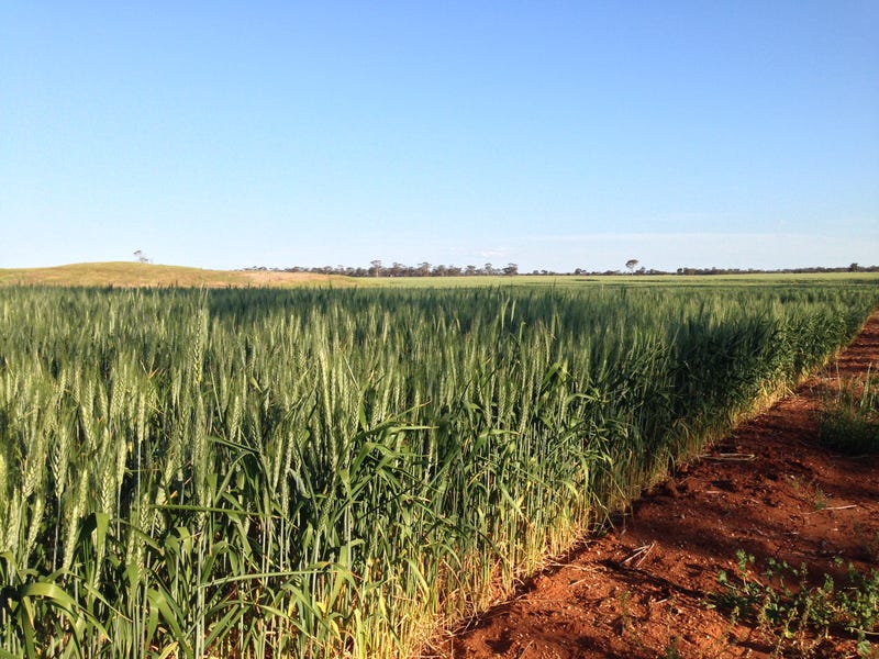 Property 7949986, Bodallin, WA 6424 - Property Details