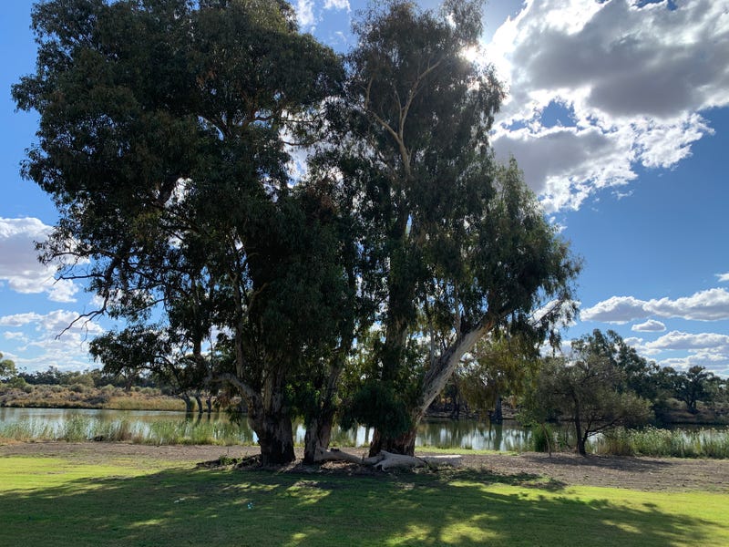 169 Pooncarie Road, Wentworth, NSW 2648 - realestate.com.au