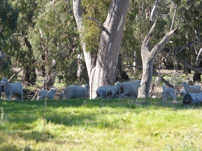 - Arrawidgee Rd, Morundah, NSW 2700 - Property Details