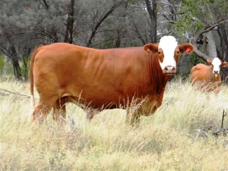 Bulloo Lakes, Adavale Road, Adavale, Qld 4474 - Property Details