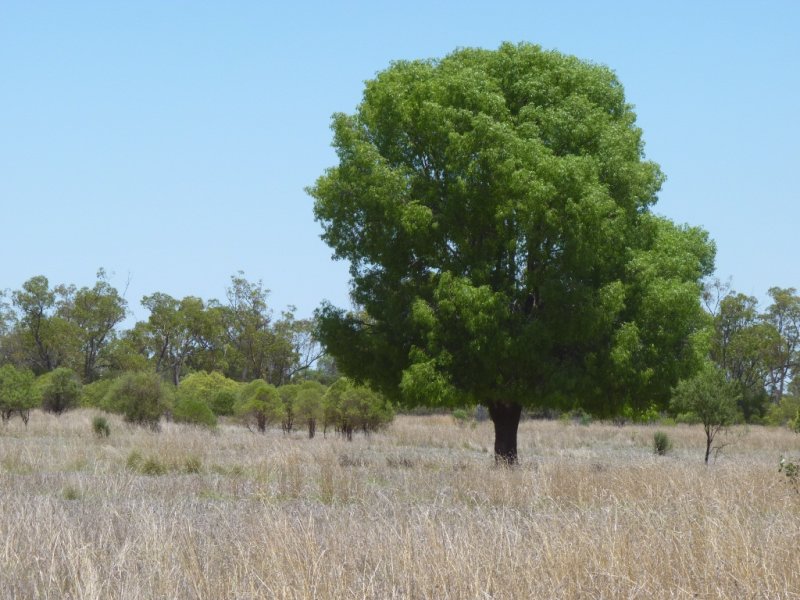 2171 Daymar Weengallon Road, Daymar, QLD 4497 - realestate.com.au