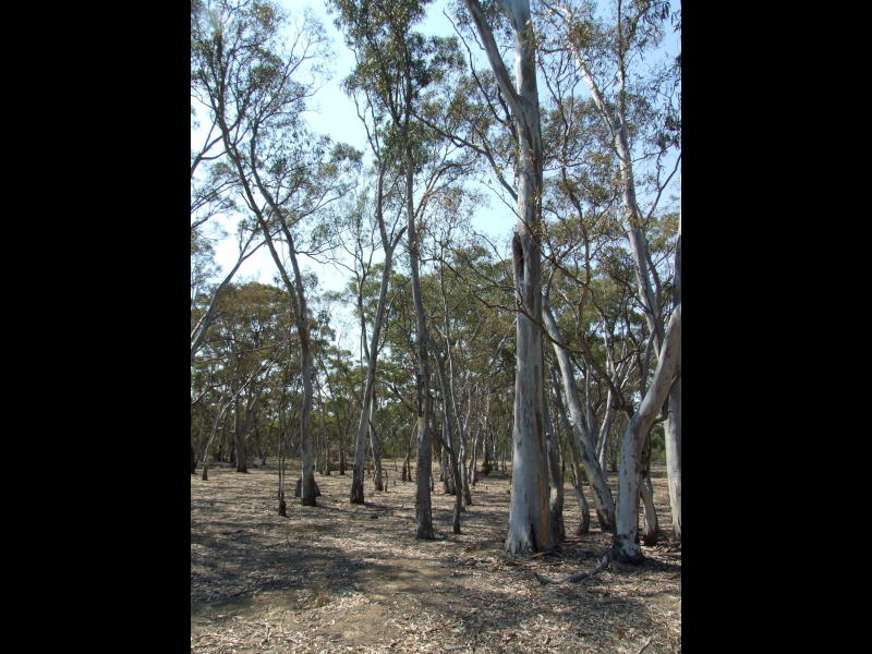 20 Cemetery Road, Clunes, VIC 3370 - realestate.com.au