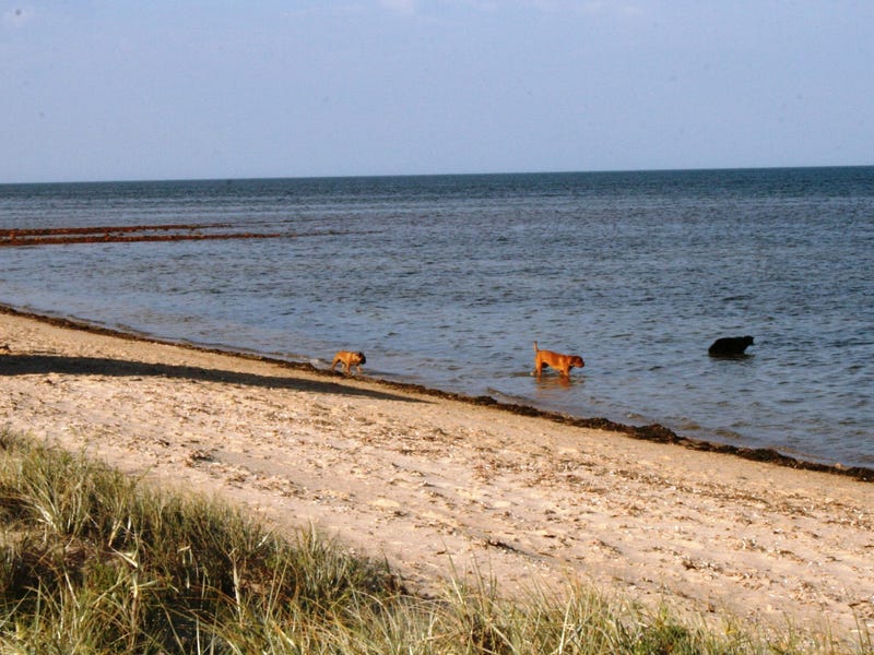 66 Esplanade, Pine Point, SA 5571 - realestate.com.au