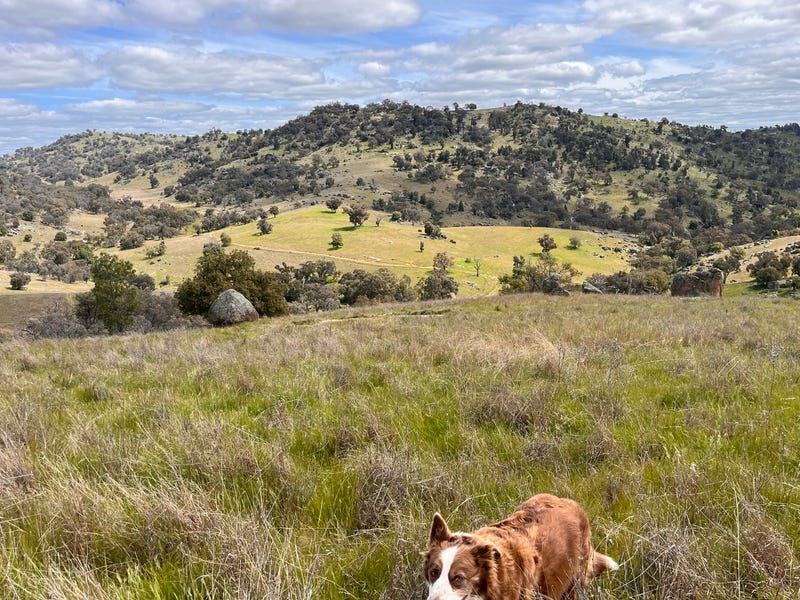 Lot 3 Tarrants Gap Road, Wyangala, NSW 2808 - Lifestyle for Sale ...