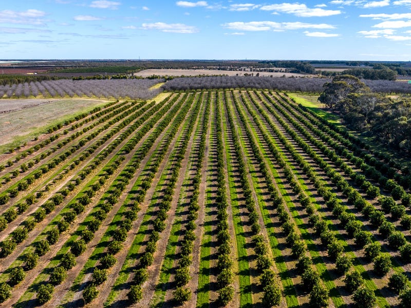 3272 Kulkyne Way, Colignan, Vic 3494 - Horticulture for Sale ...