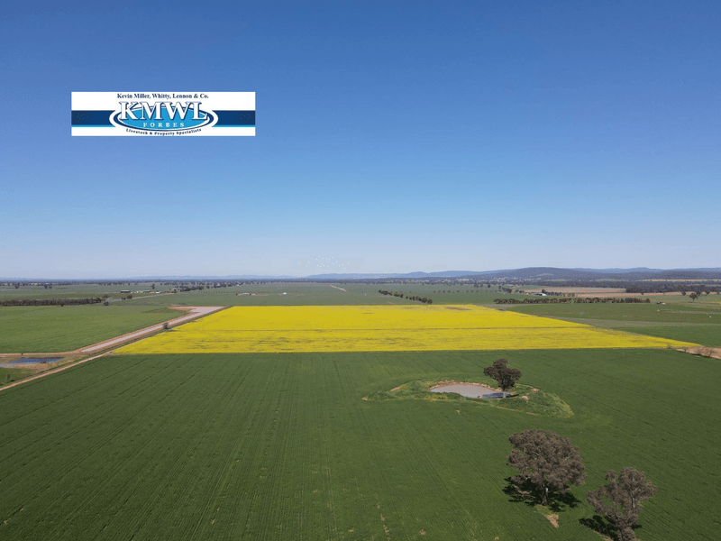 'Dunedin', 698 Merriganowry Road, Billimari, NSW 2804 - Property Details