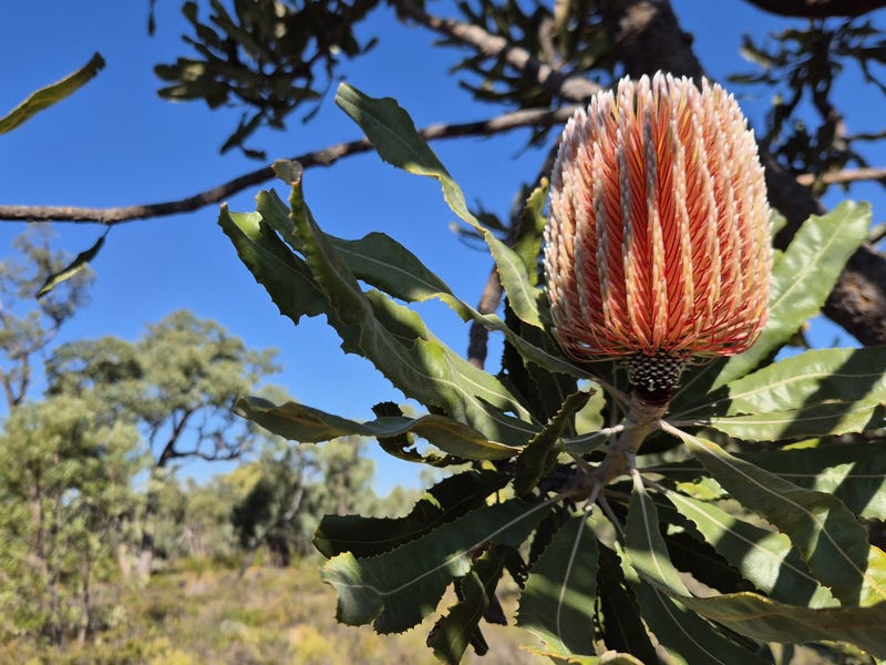 777 Teatree Road, Bindoon, WA 6502 - Other for Sale - realestate.com.au
