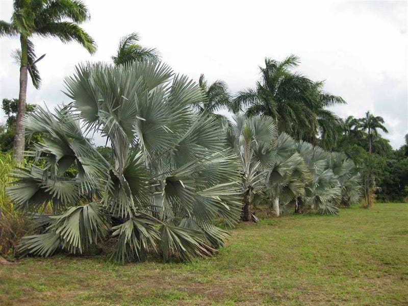 Lot 1 Shell Pocket Road, Shell Pocket, QLD 4855 - realestate.com.au