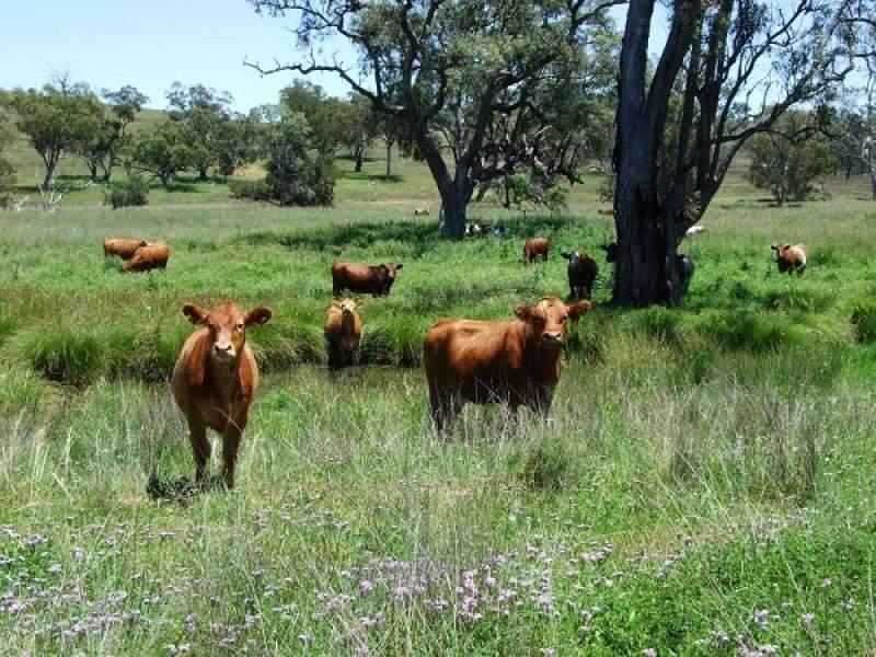4674 Bonshaw - Riverton Road, Texas, Qld 4385 - Property Details