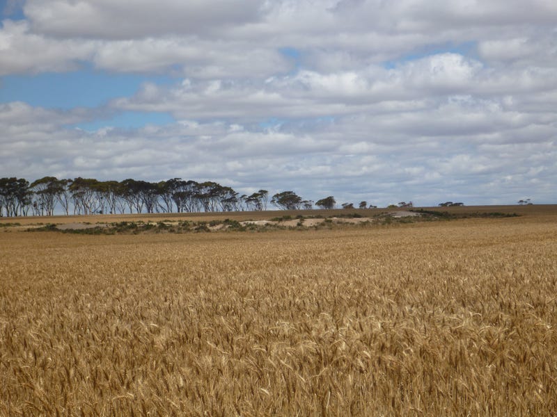 9769 Steele & Rasmussen Road, Pingrup, Pingrup, WA 6343 - Property Details