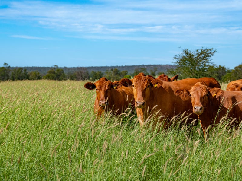 2238 Surat Development Road, Surat, Qld 4417 - Property Details