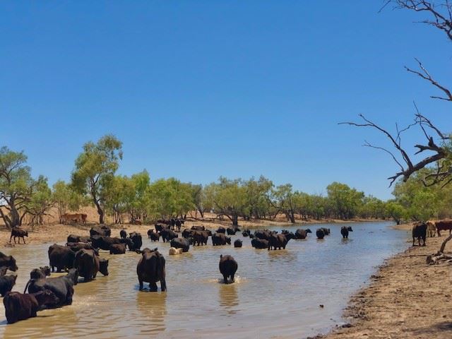 " Clifton ", Windorah, Qld 4481 - Property Details