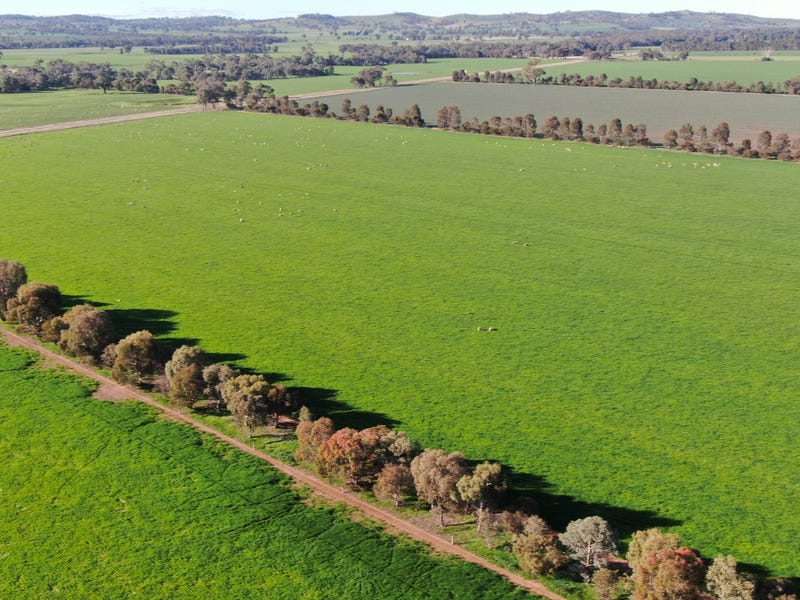 Henty-Cookardinia Road, Henty, NSW 2658 - Property Details