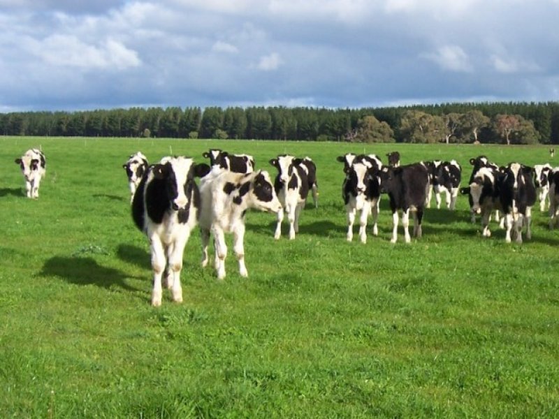 Kongorong-Tantanoola Road, Kongorong, SA 5291 - Property Details