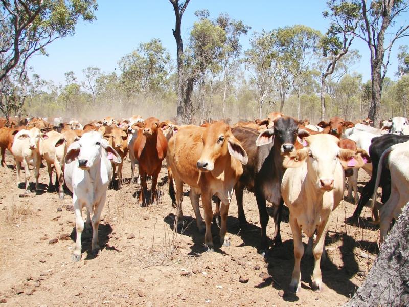 Property 7261341, Mareeba, Qld 4880 - Property Details