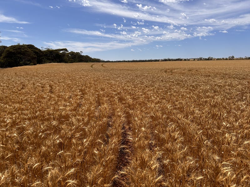 S500 Bussenschutt Road, Cunliffe, SA 5554 - Cropping for Sale ...