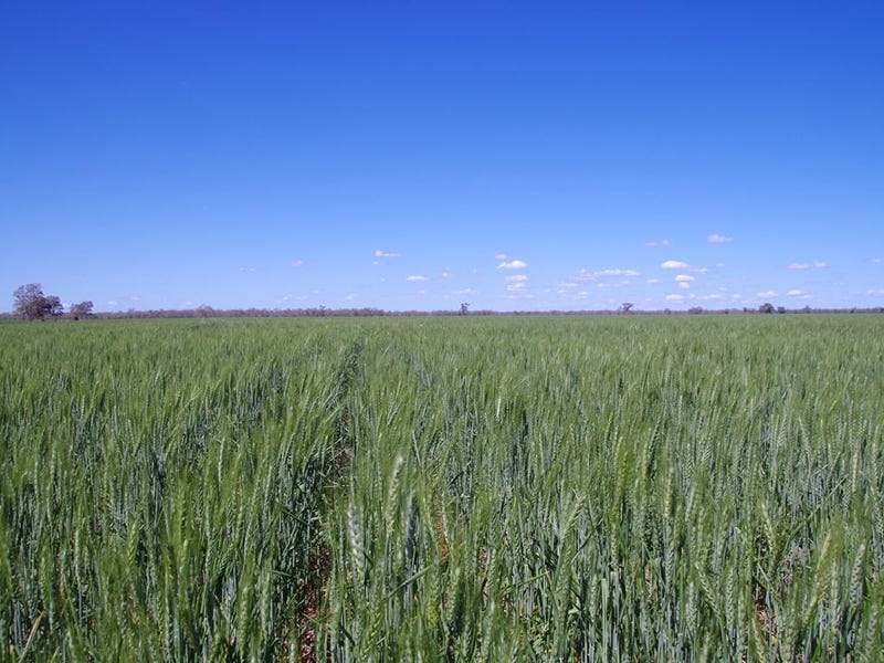 . Barwon River Road, Collarenebri, NSW 2833 - Property Details