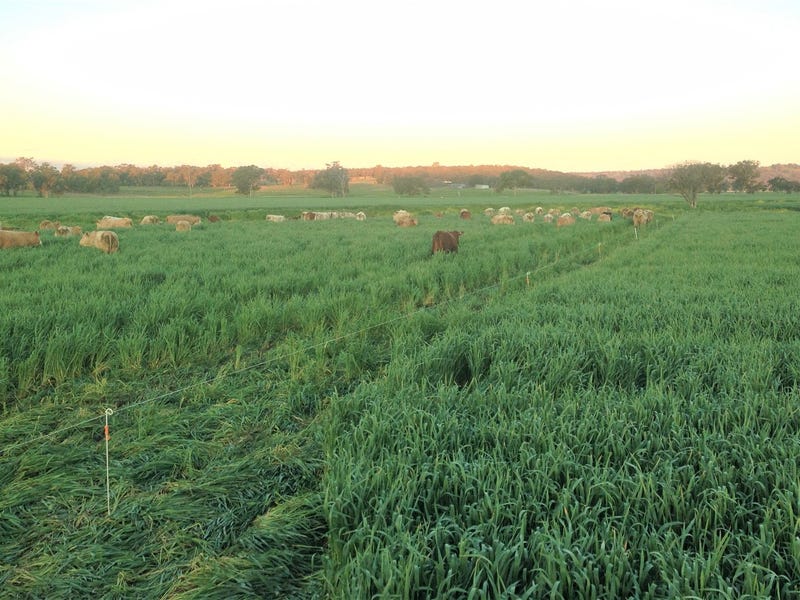 . 'Cloven Hills', Neilrex Rd, Coolah, NSW 2843 - Property Details